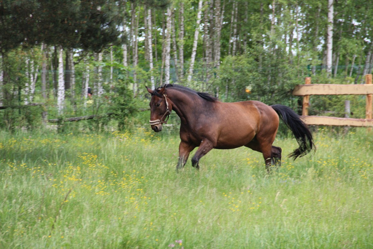 New Home, More Freedom – Bee and the Horse